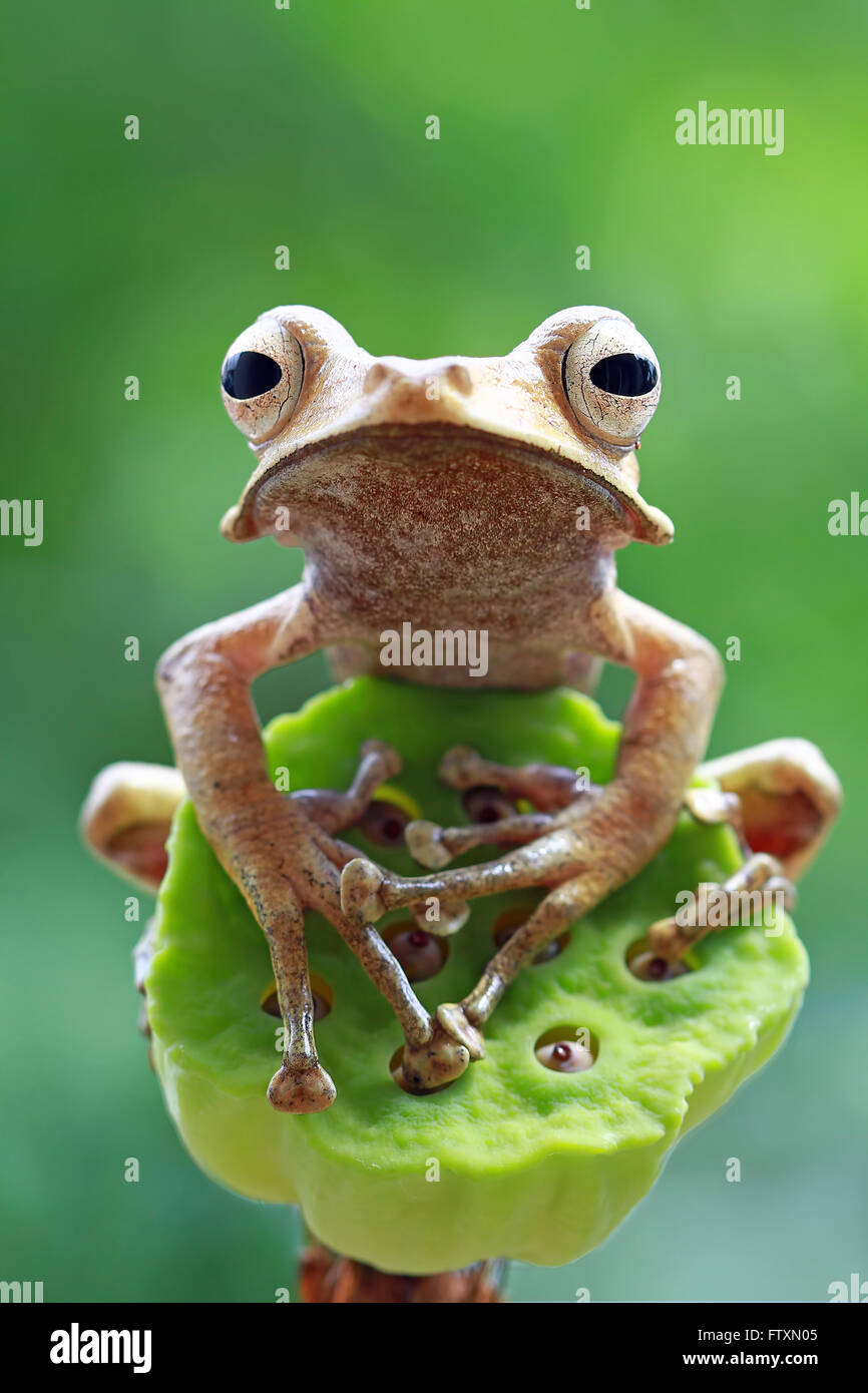 Close-up Portrait of an eared tree frog, Indonesia Stock Photo - Alamy