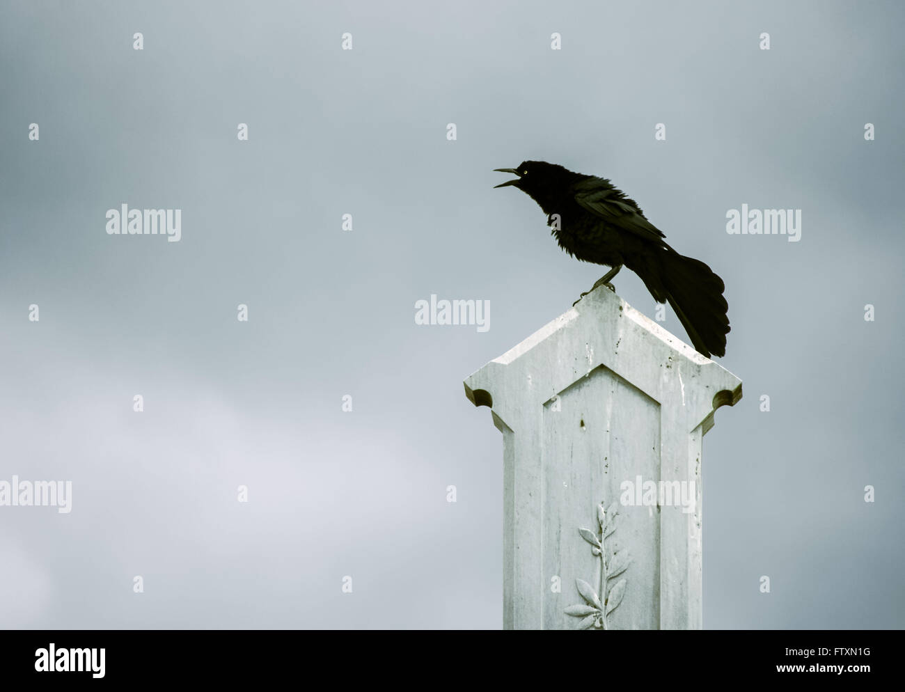 crow standing on a tombstone Stock Photo - Alamy