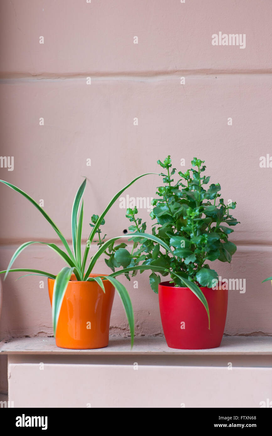 Two flower pots on shelf Stock Photo - Alamy
