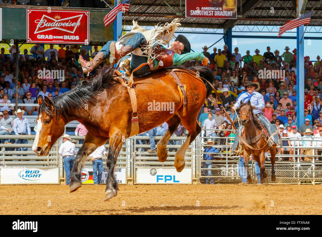 Cowboy on Bucking Bronco horse at Arcadia Rodeo, Florida, USA Stock ...