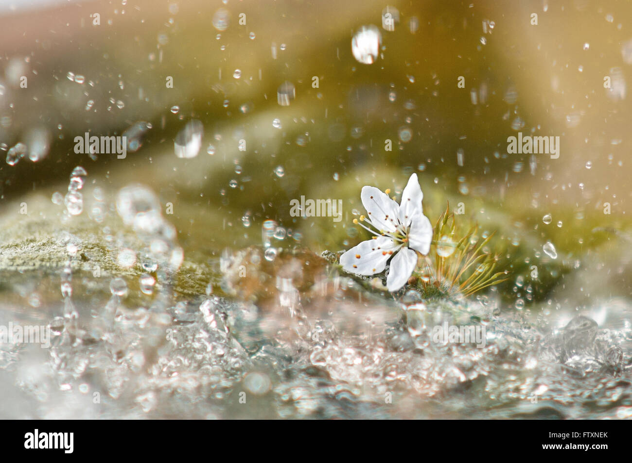 Raindrops falling on flower Stock Photo - Alamy