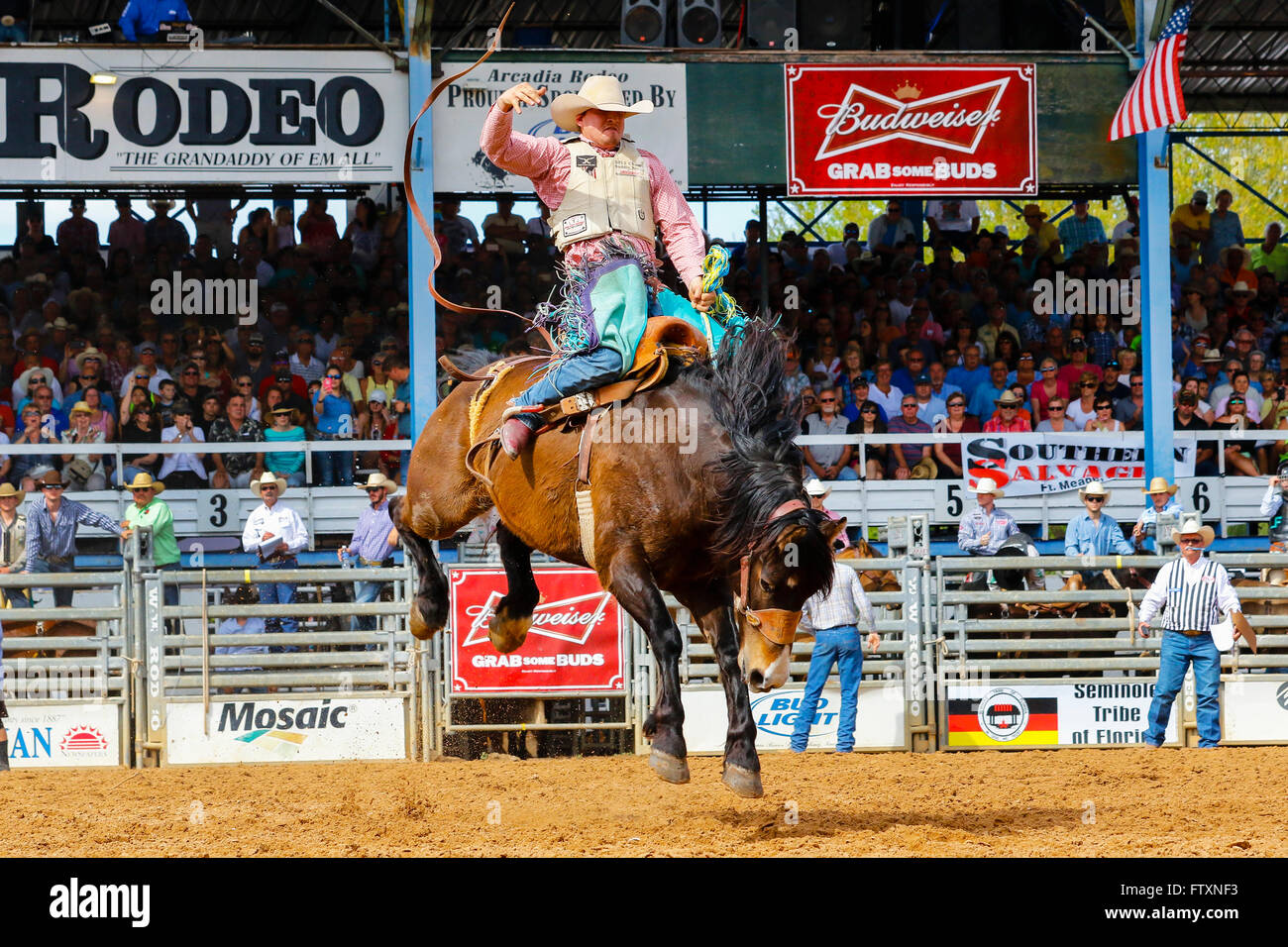 Cowboy on Bucking Bronco horse at Arcadia Rodeo, Florida, USA Stock ...
