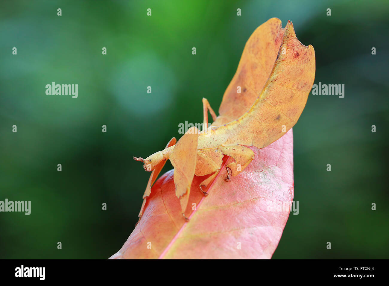 Close-up portrait of phyllium insect on a leaf Stock Photo - Alamy