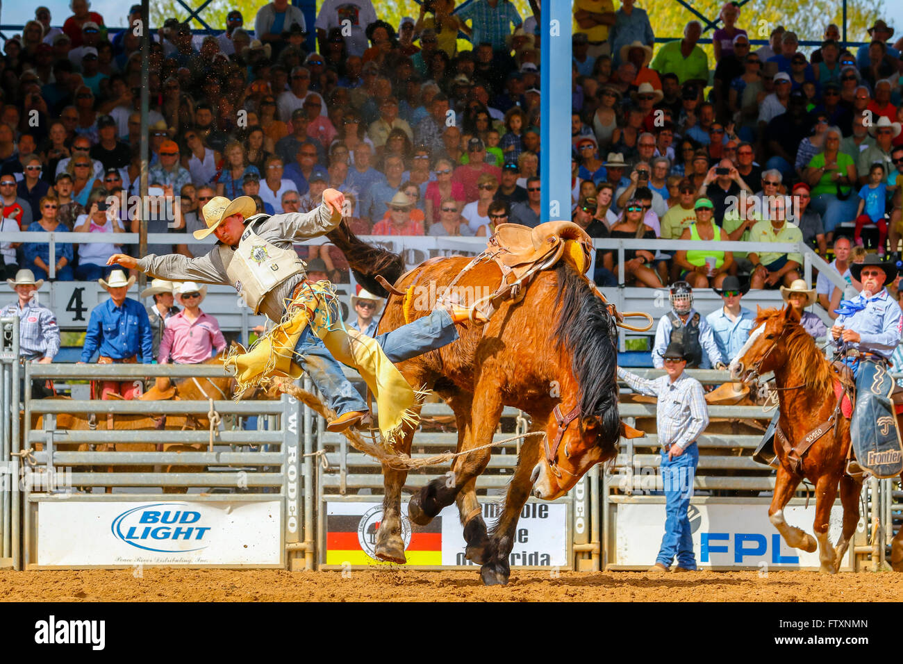Cowboy on Bucking Bronco horse at Arcadia Rodeo, Florida, USA Stock ...