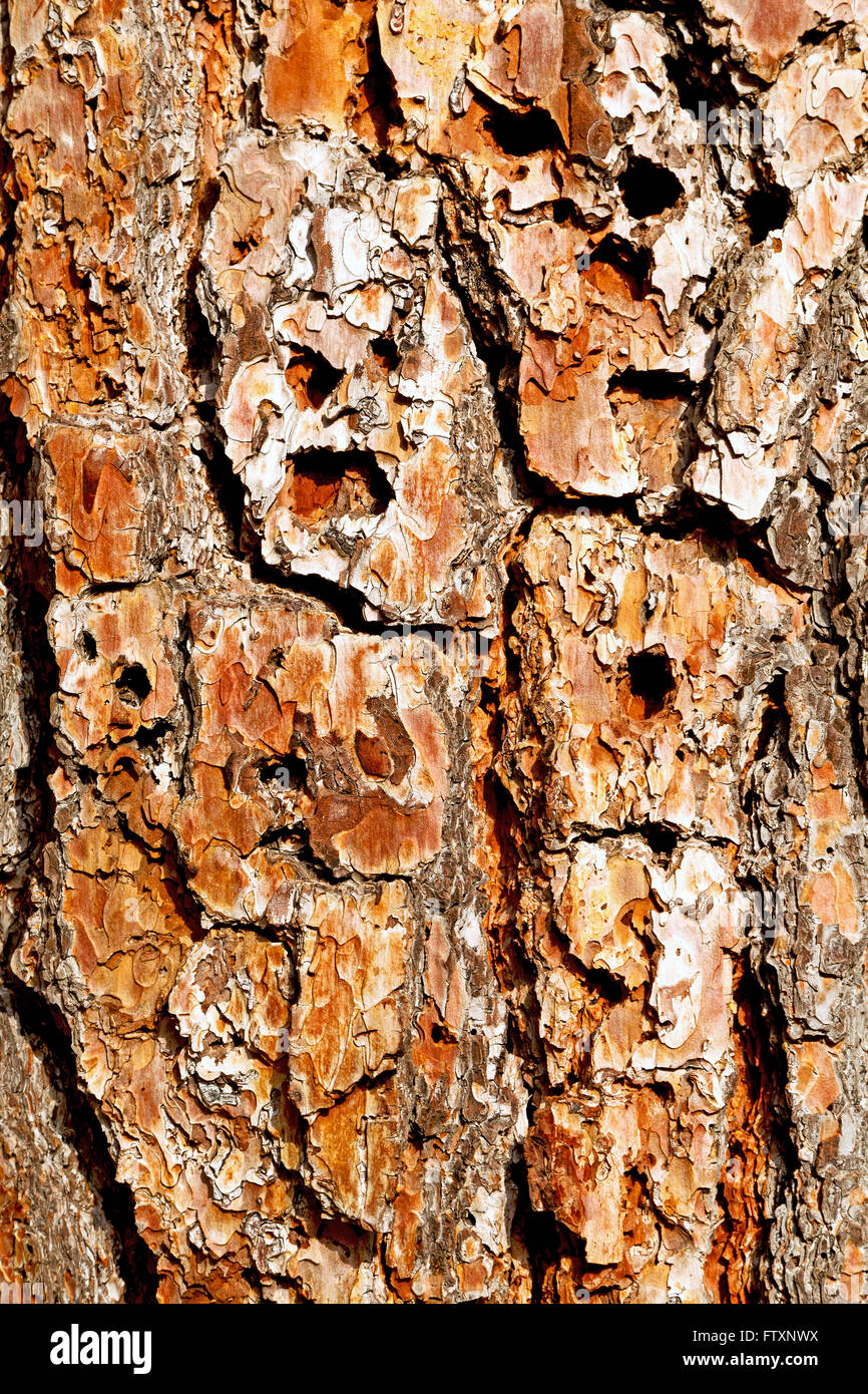 Black Pine Barck Texture Detail High Resolution Stock Photography and ...
