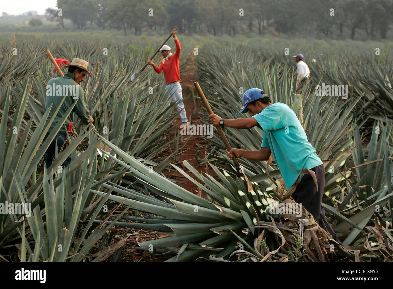 Agave worker, called a "jimador," cuts the leaves off the agave plant ...