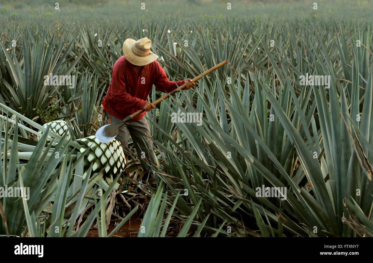 Jimador agave hi-res stock photography and images - Alamy