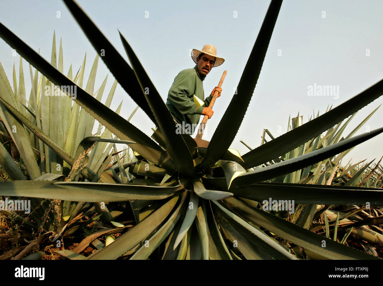 Jimador hi-res stock photography and images - Alamy