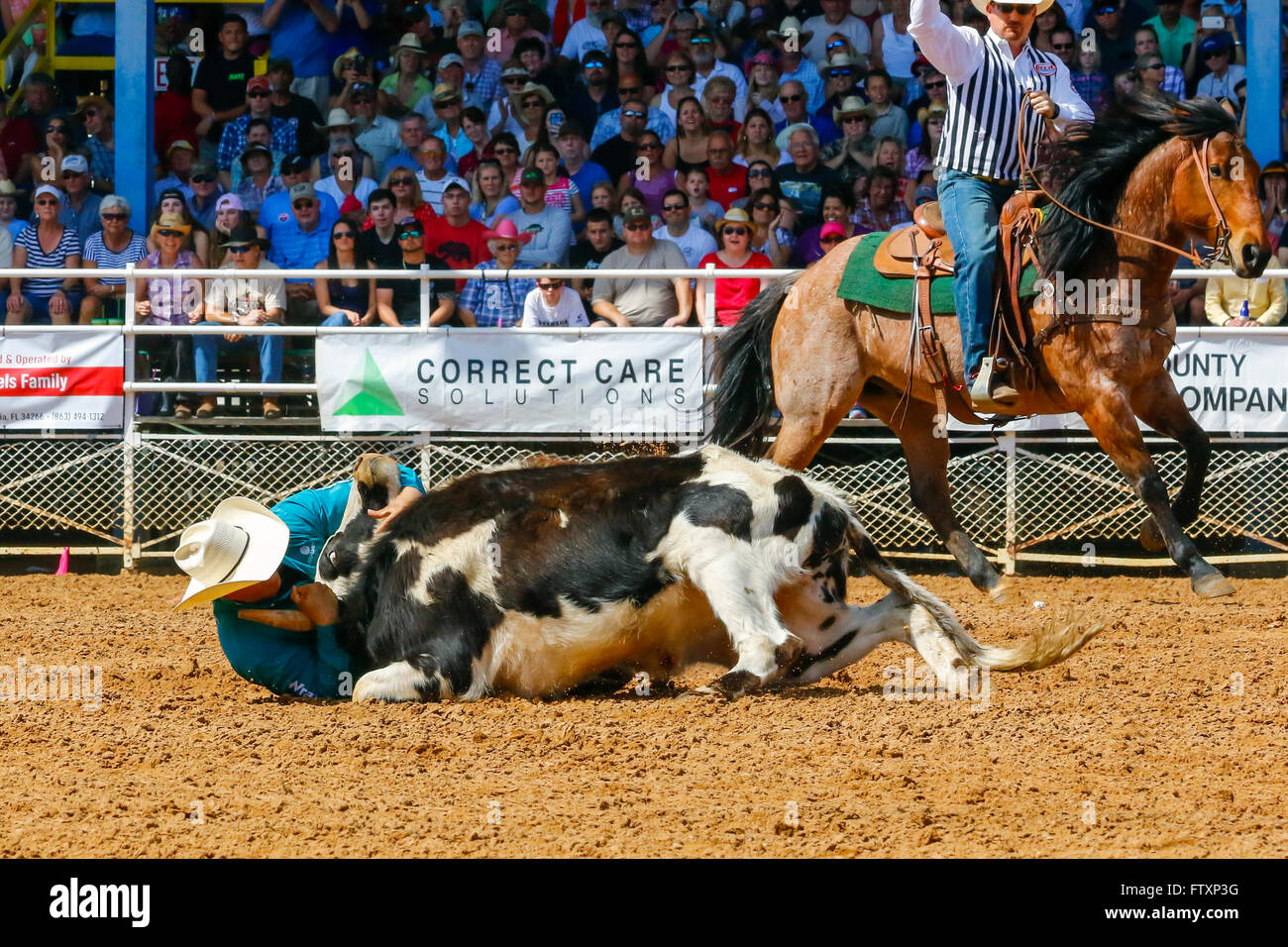 Cowboy lassoing bull hi-res stock photography and images - Alamy