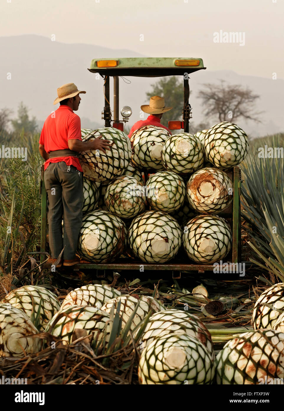 Agave workers harvest the hearts of the agave plant Stock Photo - Alamy