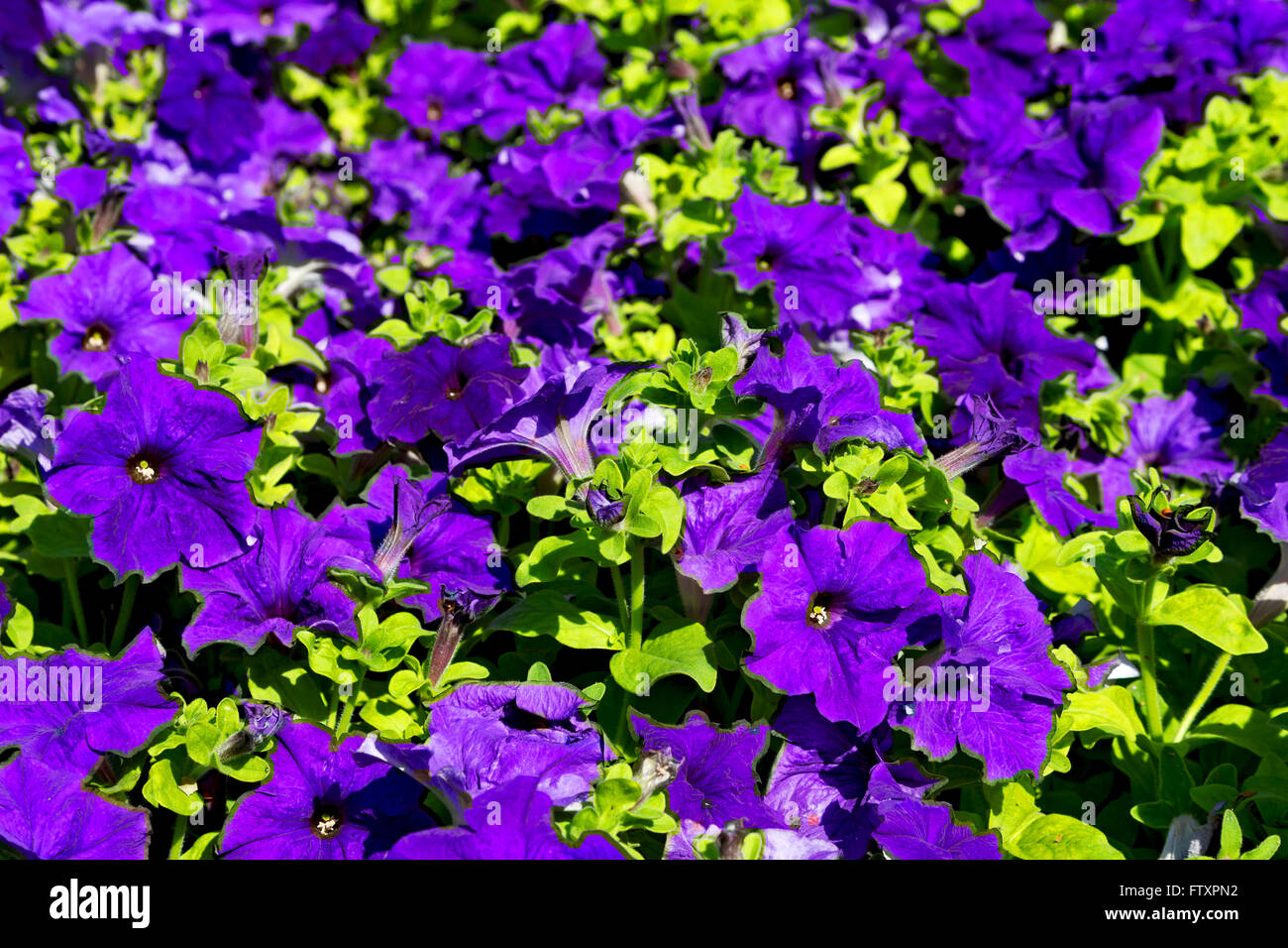 in the spring colors oman flowers and garden Stock Photo - Alamy