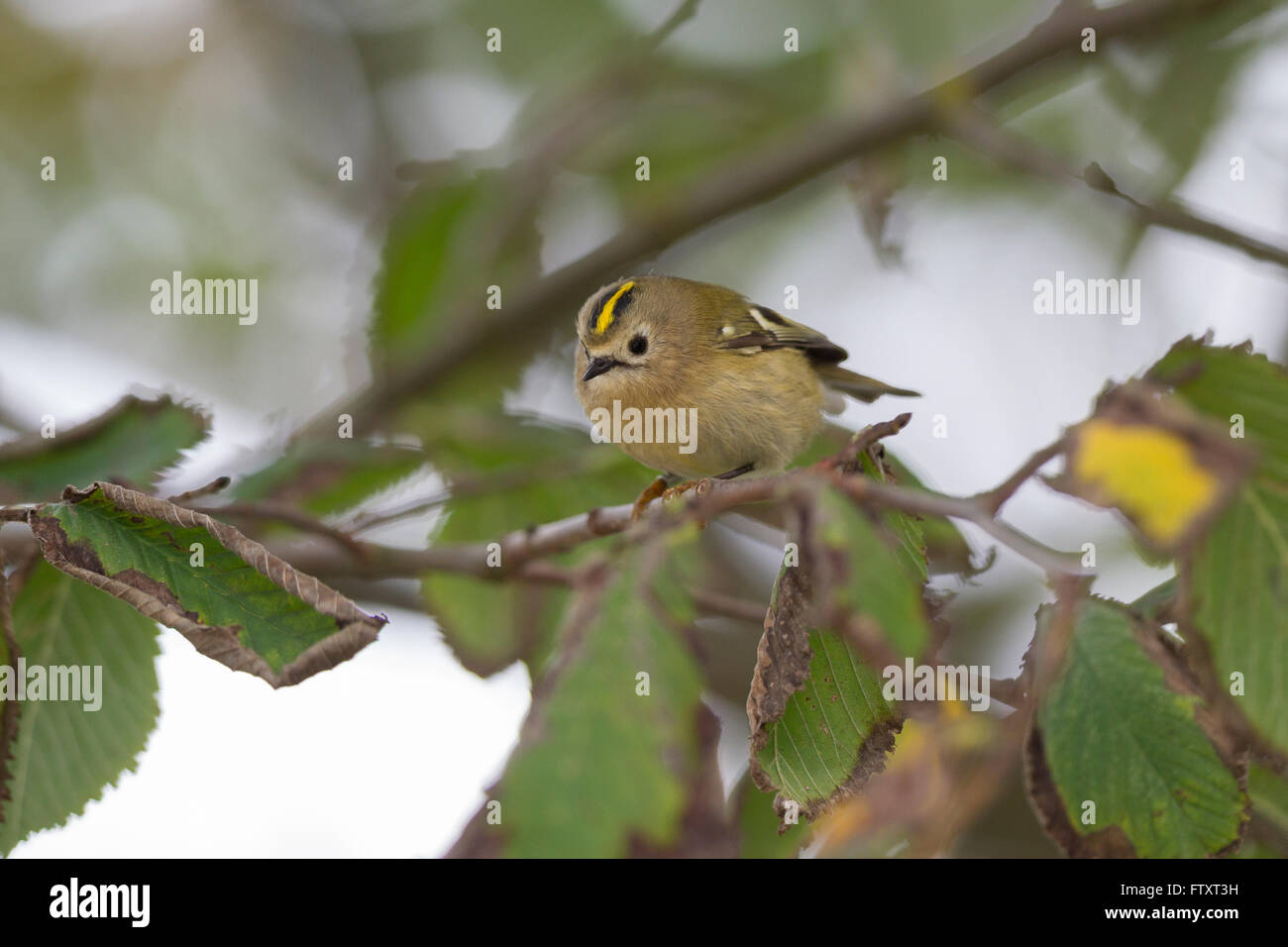 Goldcrest (Regulus regulus) bird sitting on a branch Stock Photo - Alamy