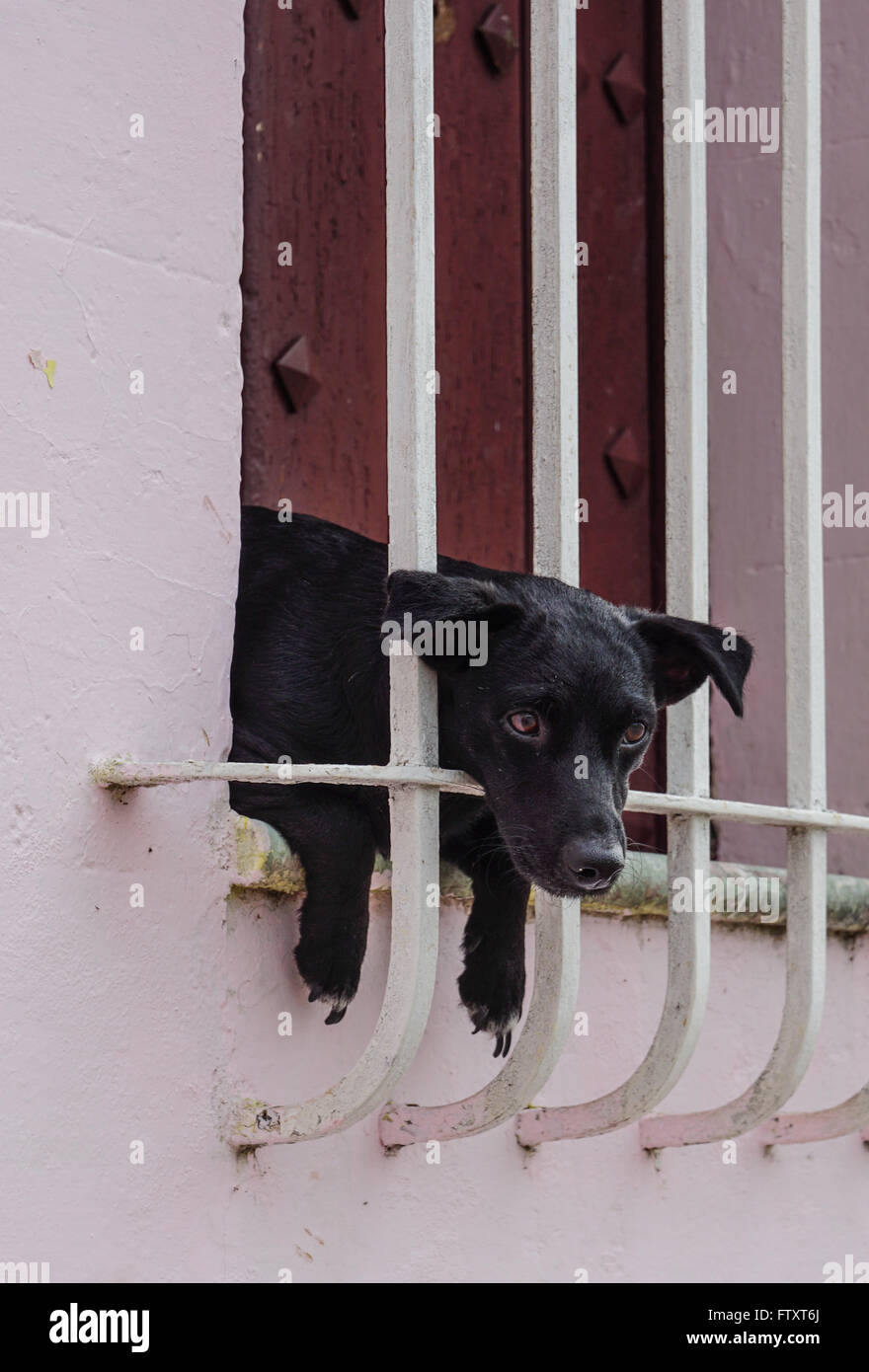 Puppy in a window hi-res stock photography and images - Alamy