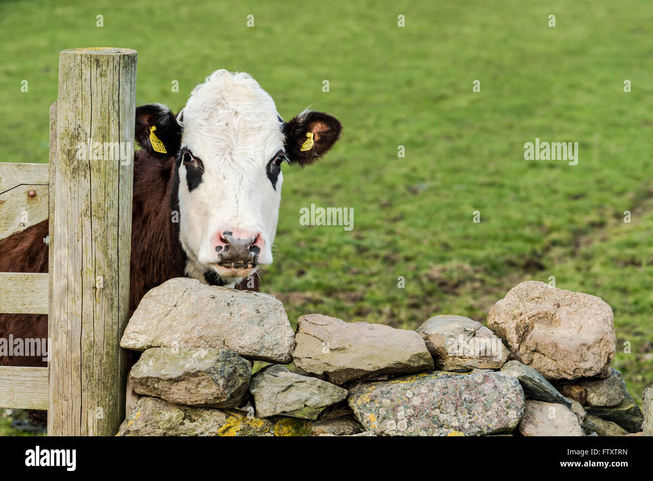 Funny cow looking over wooden fence and stone wall Stock Photo - Alamy
