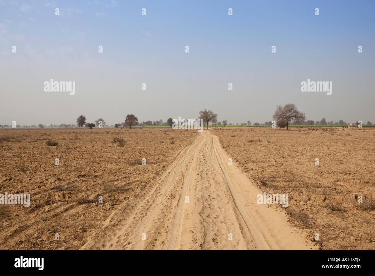 Tracks in the sandy soil of Abohar rural in Rajasthan with trees and ...
