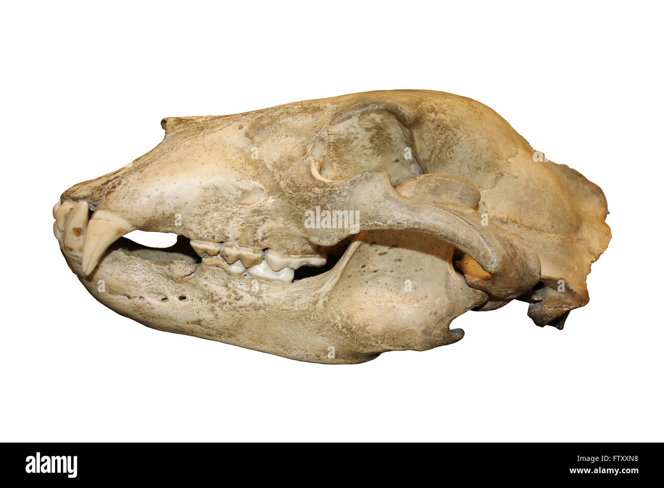 Brown bear animals mammal Cut Out Stock Images & Pictures - Alamy