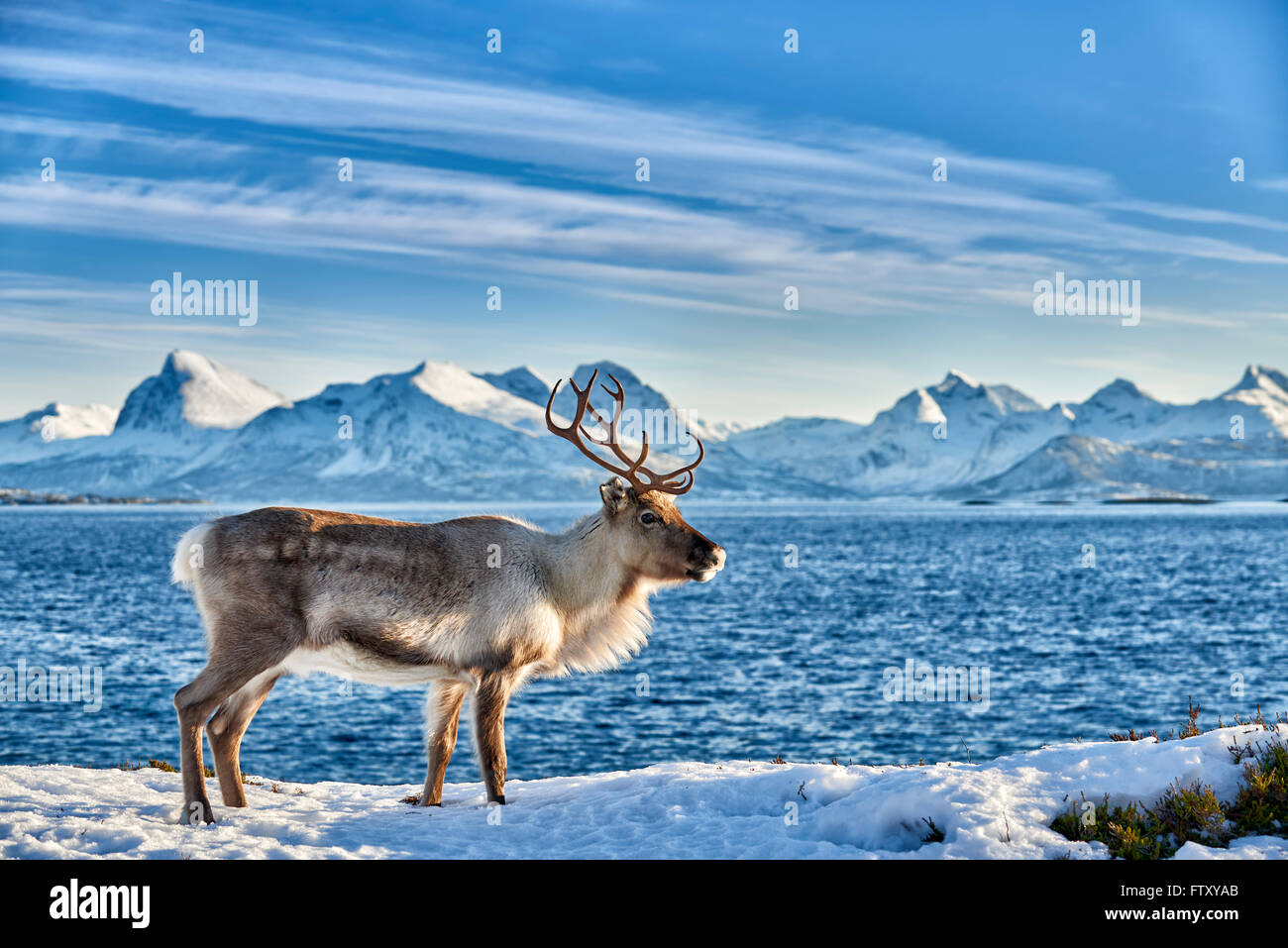 Reindeer, Rangifer tarandus, at sea with mountain landscape on the ...
