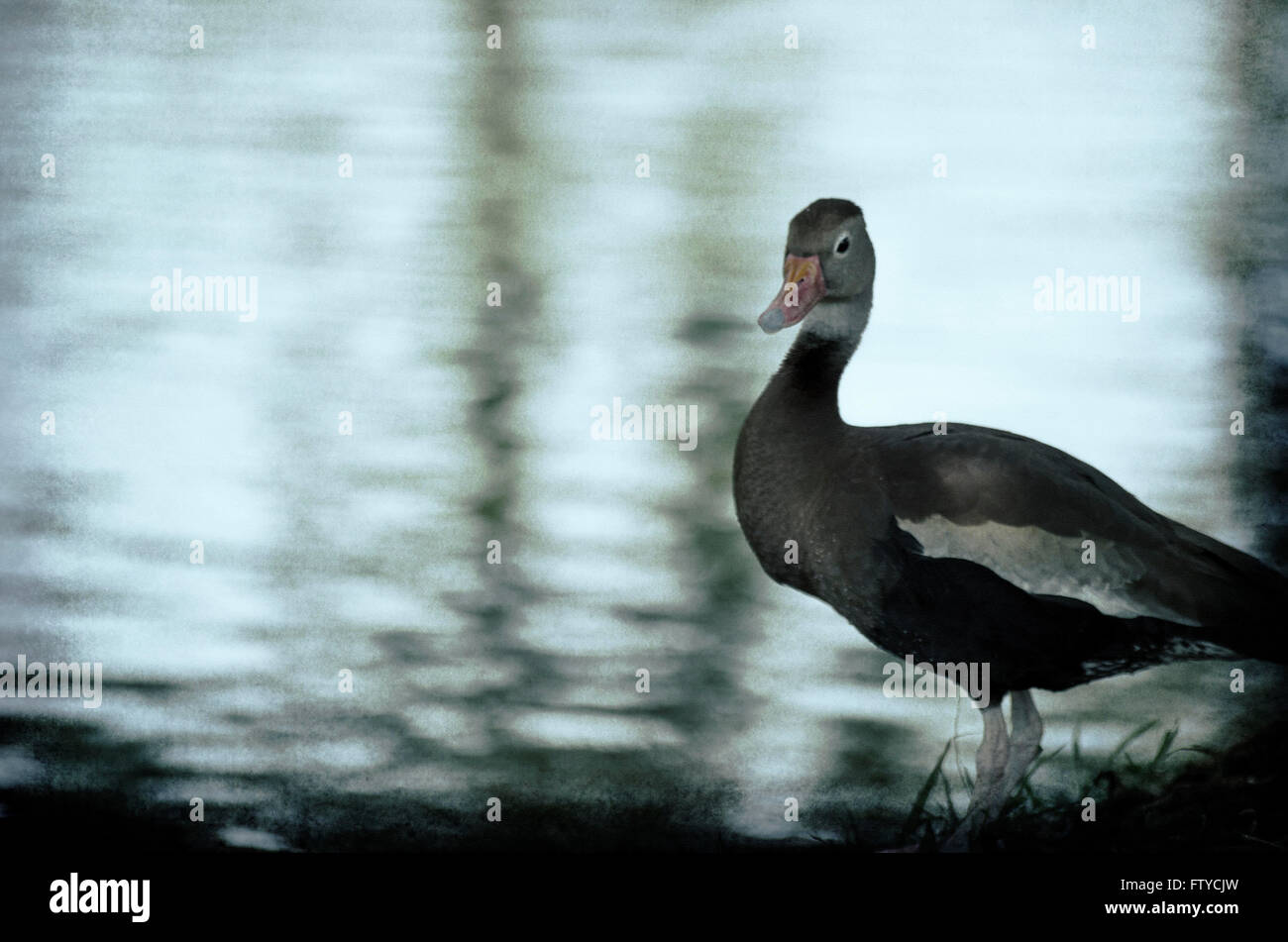 Duck on pond Stock Photo - Alamy