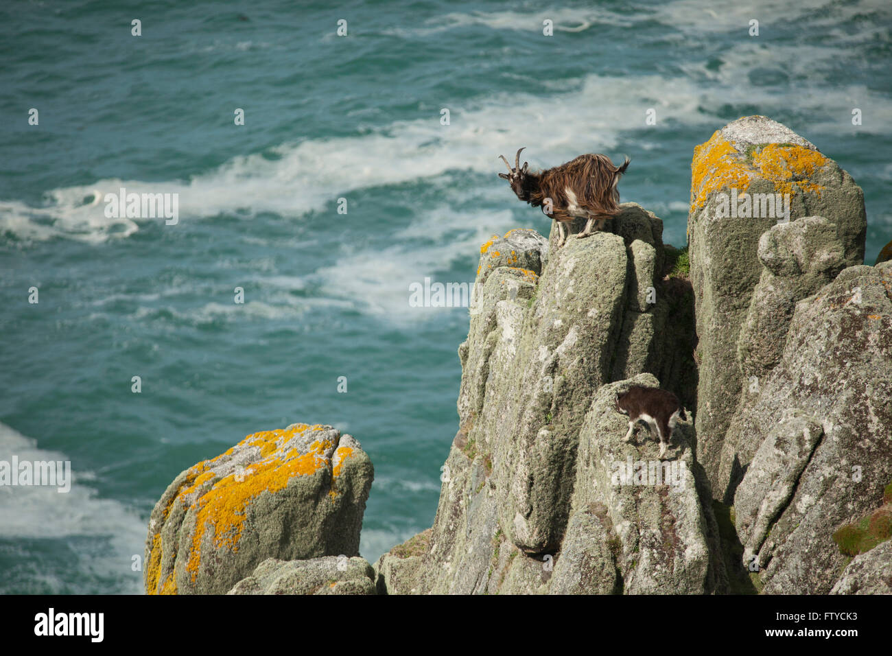Devon island and wildlife hi-res stock photography and images - Alamy