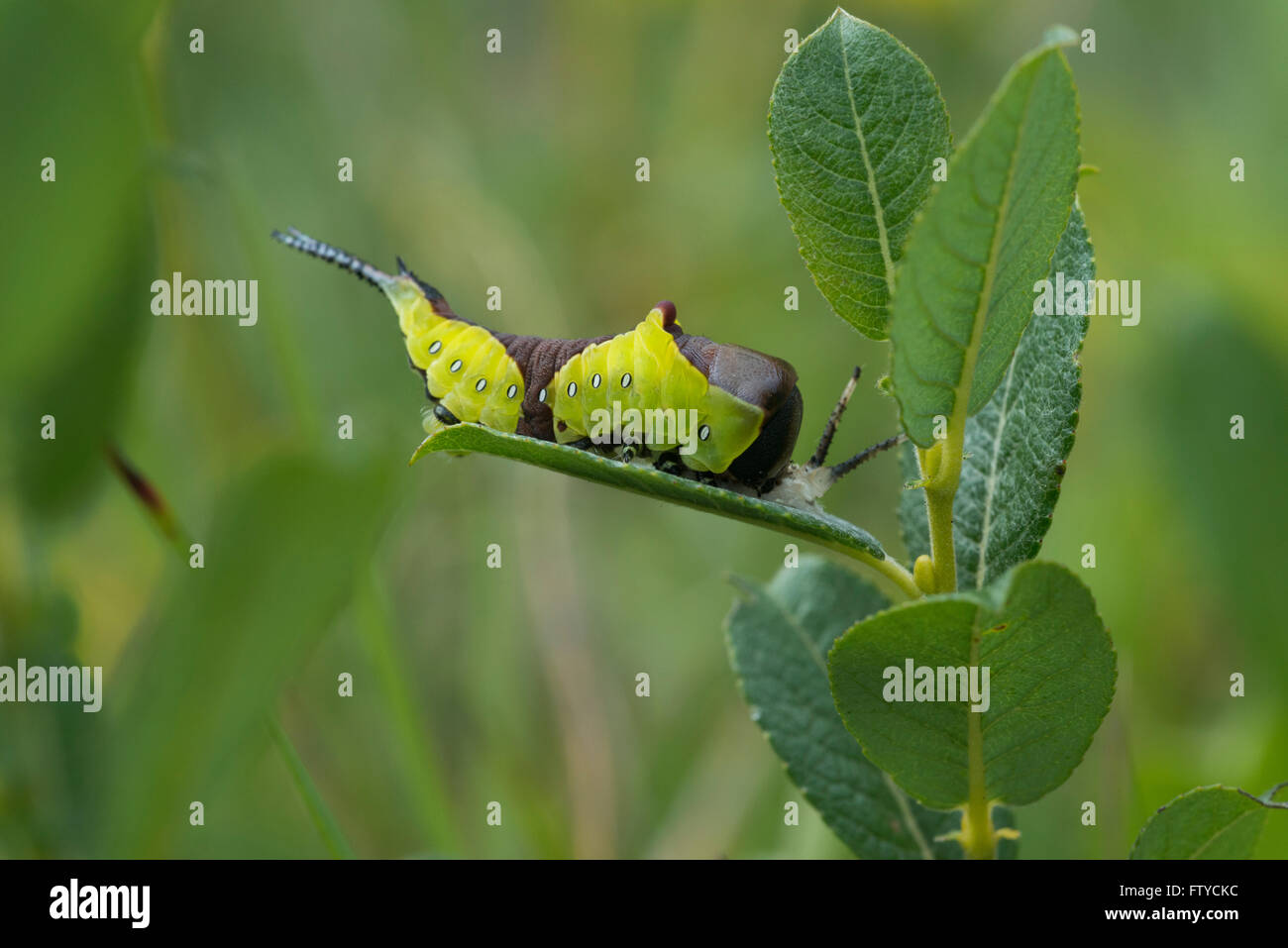 Caterpillar exoskeleton hi-res stock photography and images - Alamy