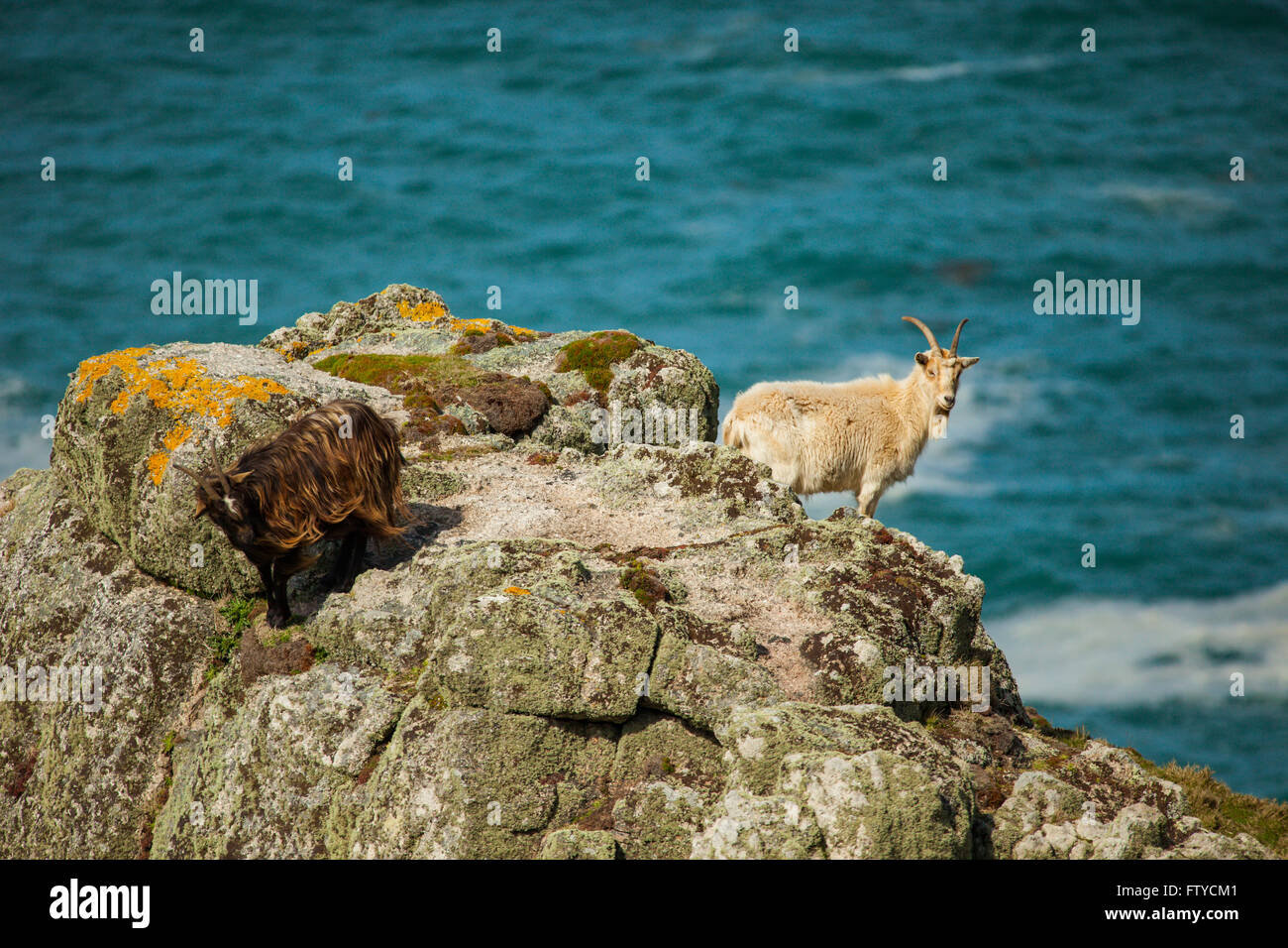 Wild goat on Lundy Island, off the coast of Devon, England Stock Photo ...