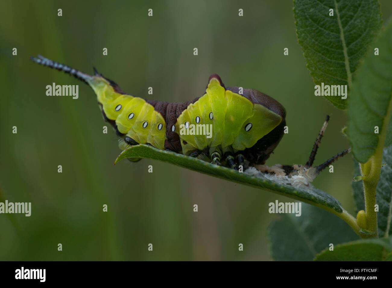 Caterpillar exoskeleton hi-res stock photography and images - Alamy