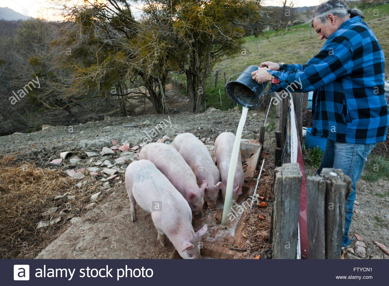 Farmer Feeding Pigs Stock Photos & Farmer Feeding Pigs Stock Images - Alamy
