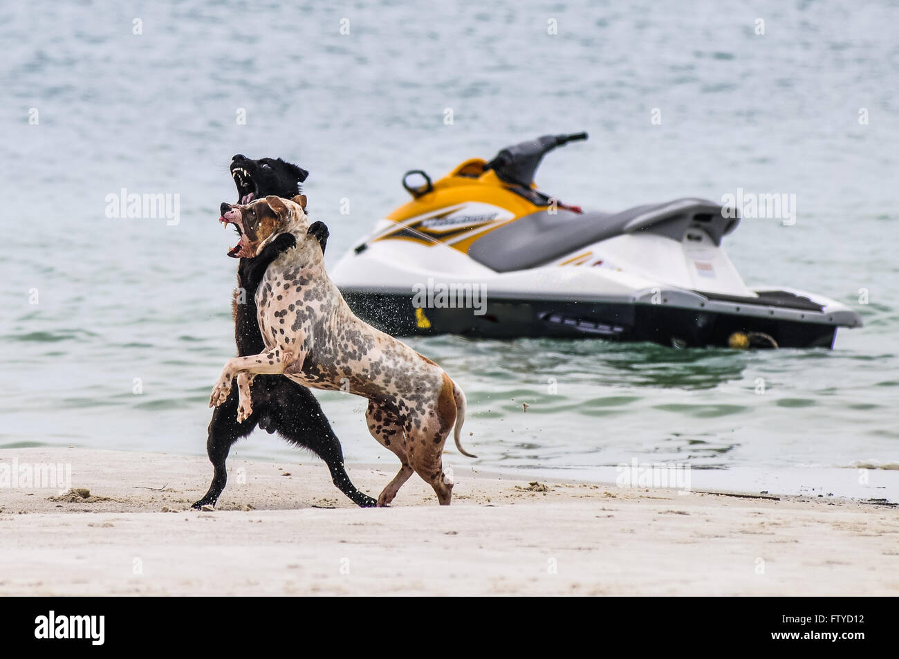 Dogs fight on beach Stock Photo - Alamy