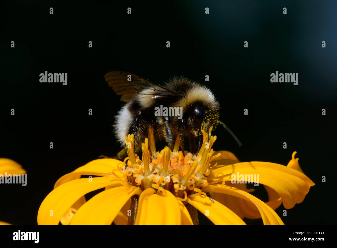 Hariy legs hi-res stock photography and images - Alamy