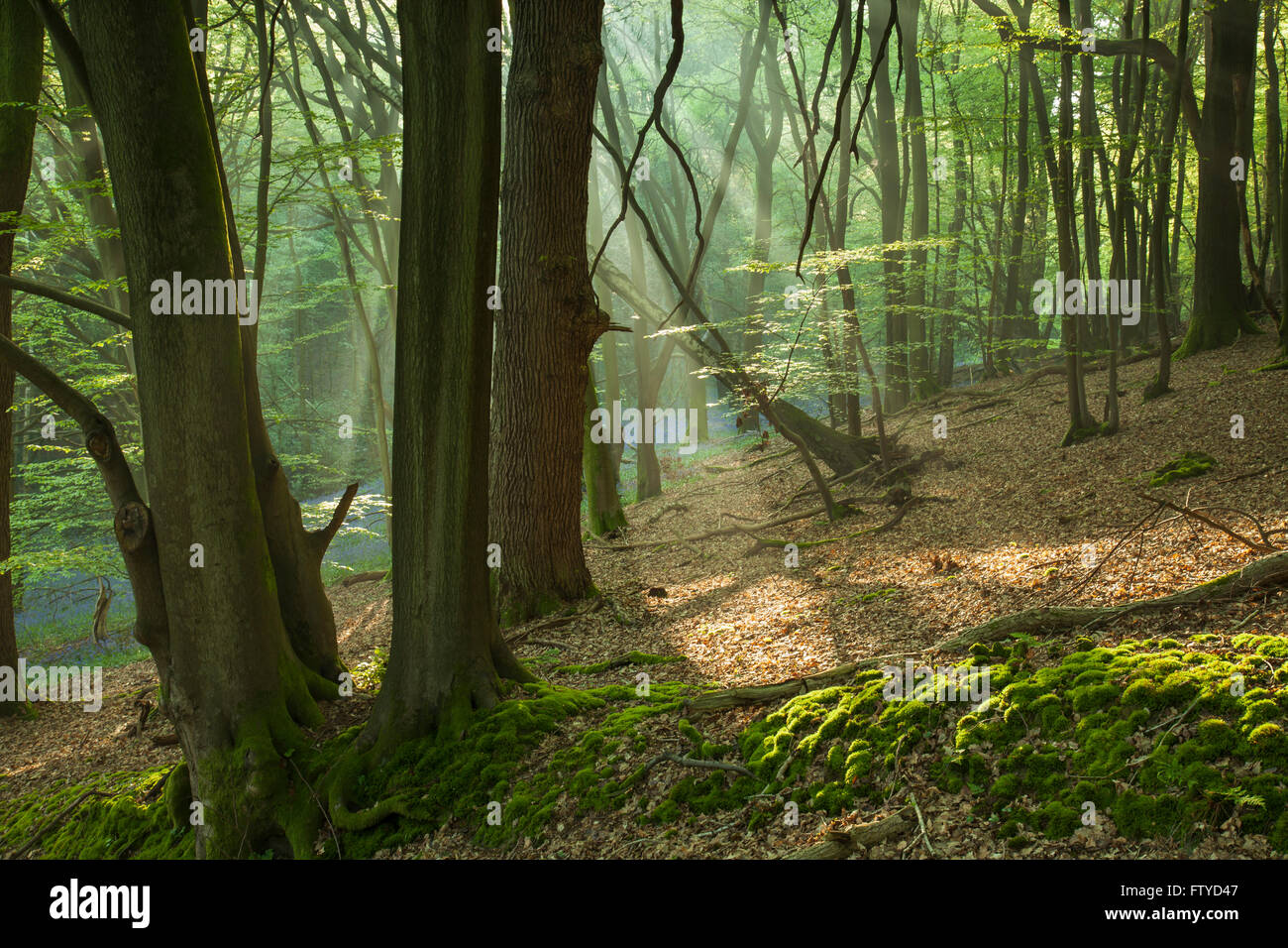 Sussex weald hi-res stock photography and images - Alamy