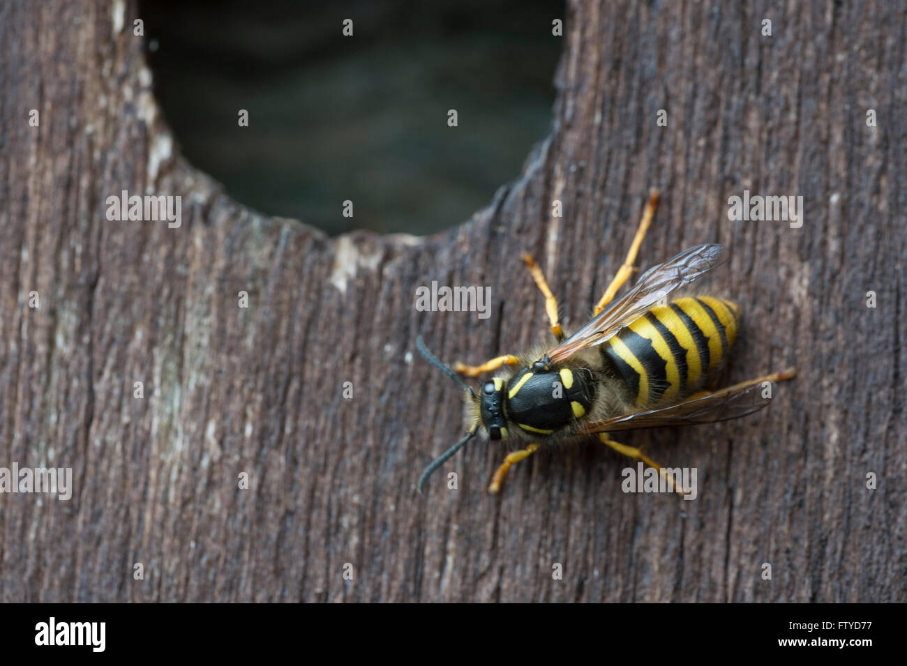 Tree Wasp (Dolichovespula sylvestris) at nest in Bird nest box Stock ...
