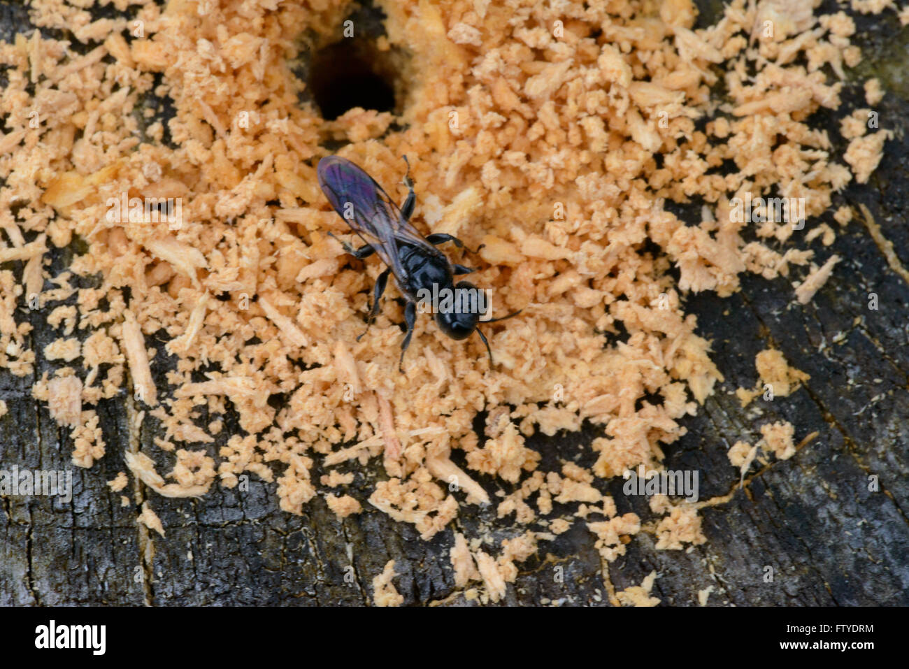 Sleepy Carpenter Bee (Chelostoma florisomne Stock Photo - Alamy
