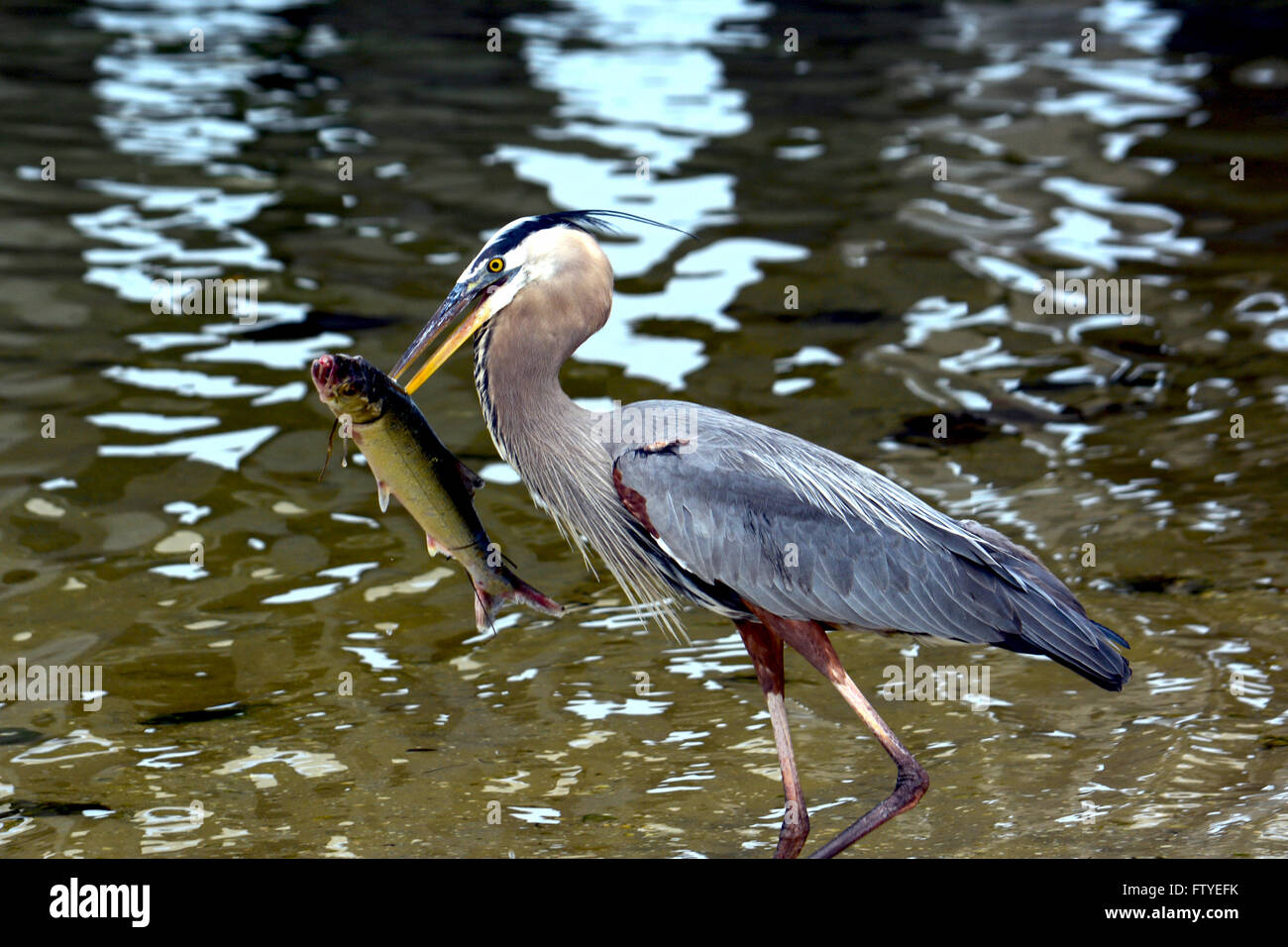 Heron fish hi-res stock photography and images - Alamy