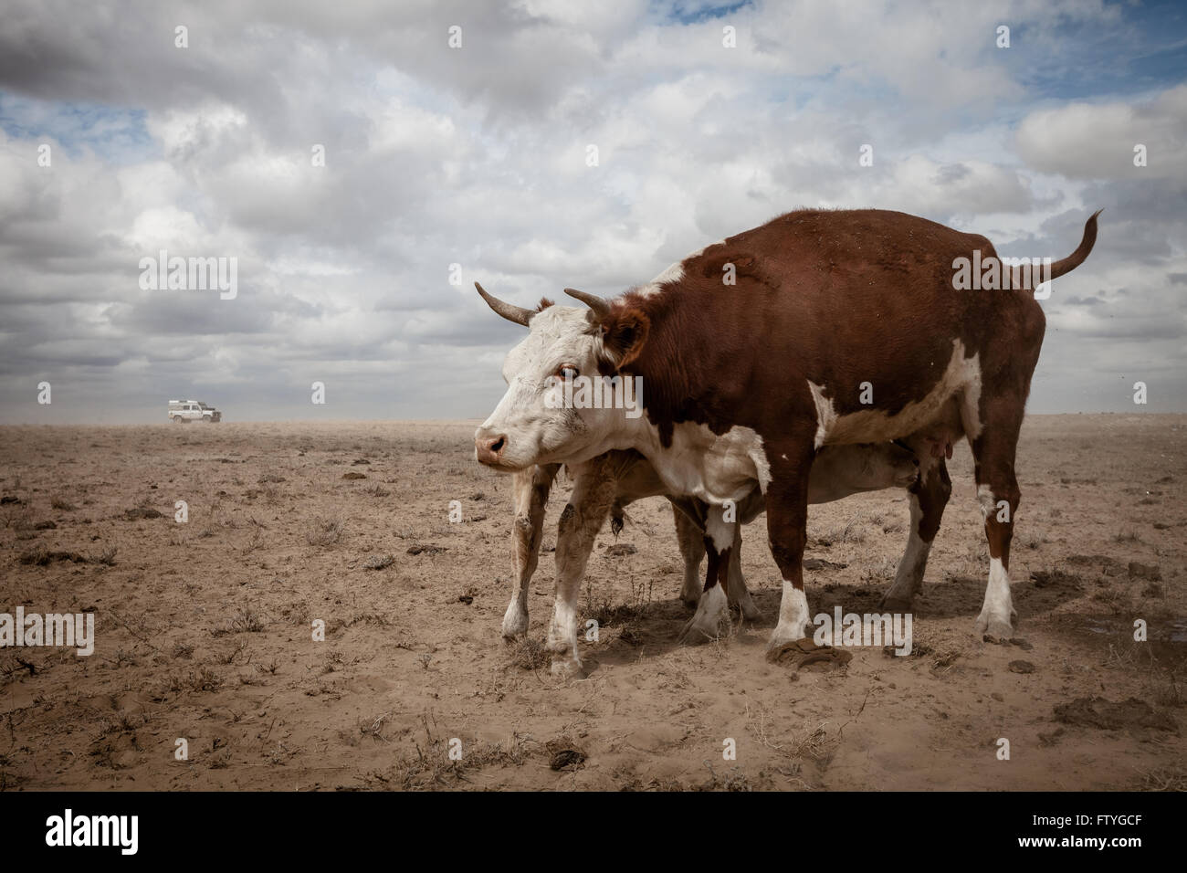 Kyrgyzstan, Kirghizistan, the calf with its mother cow Stock Photo - Alamy