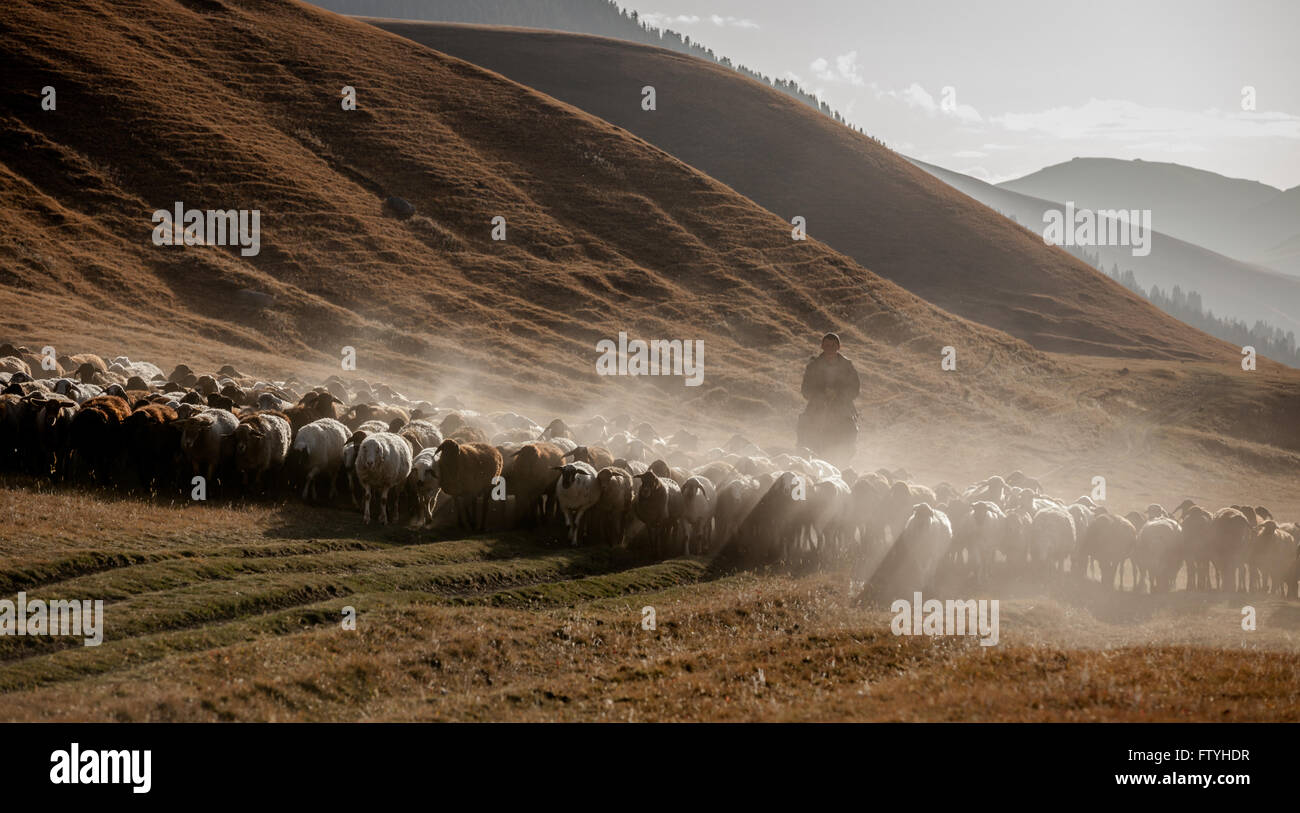 Valley sheep hi-res stock photography and images - Alamy
