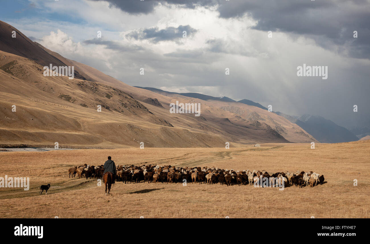 Valley sheep hi-res stock photography and images - Alamy