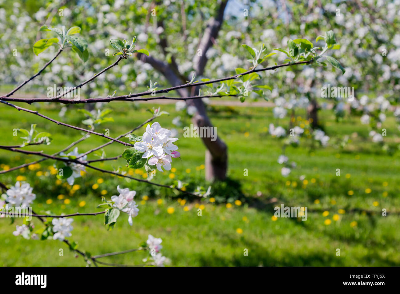 Apple orchard during spring hi-res stock photography and images - Alamy
