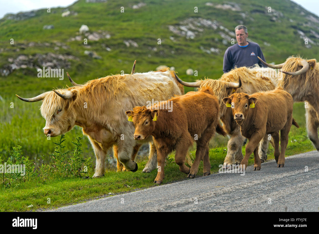 Crofter driving a herd of Scottish Highland Cattle or Kyloe, on a ...