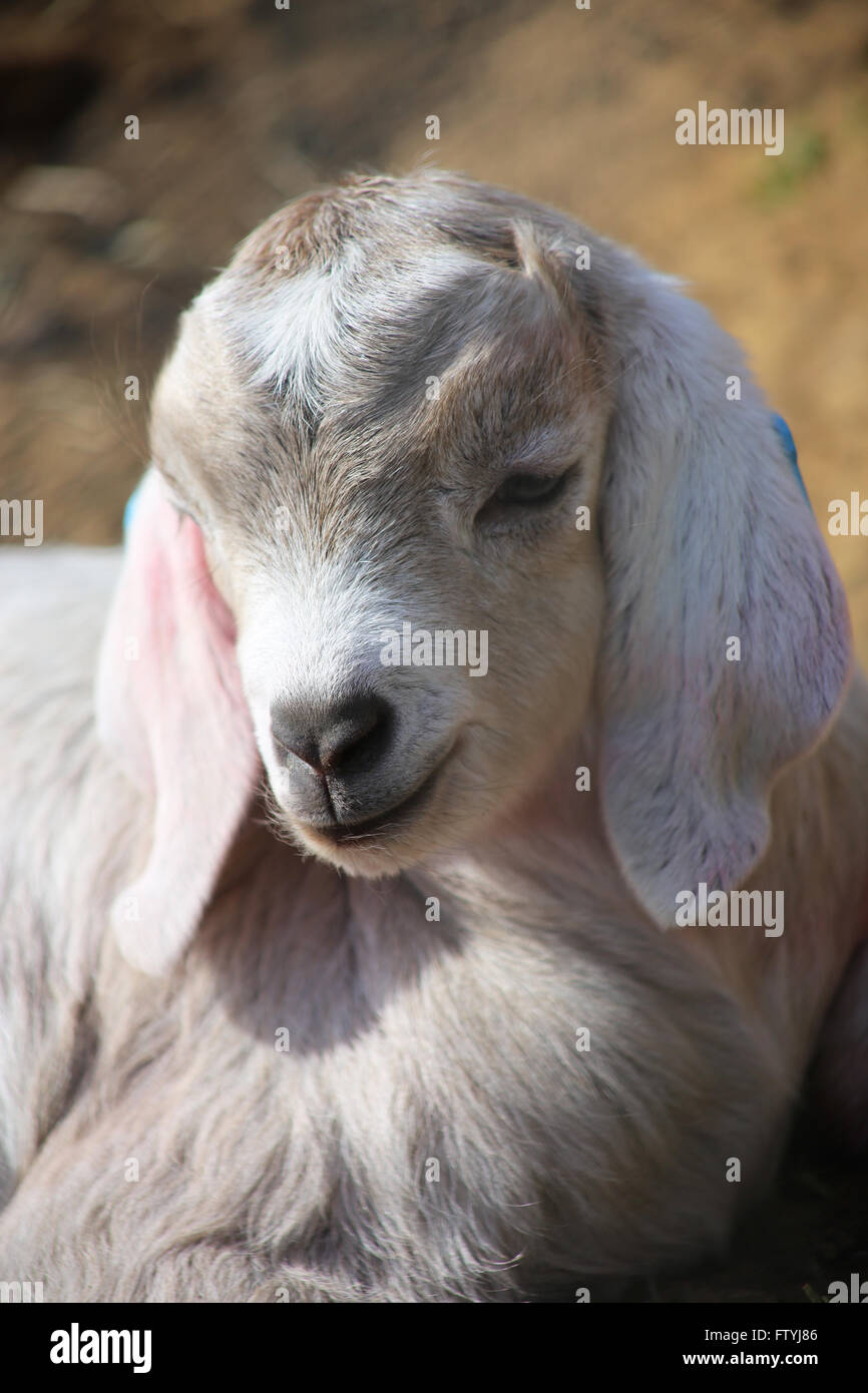 Goat sunbathing hi-res stock photography and images - Alamy