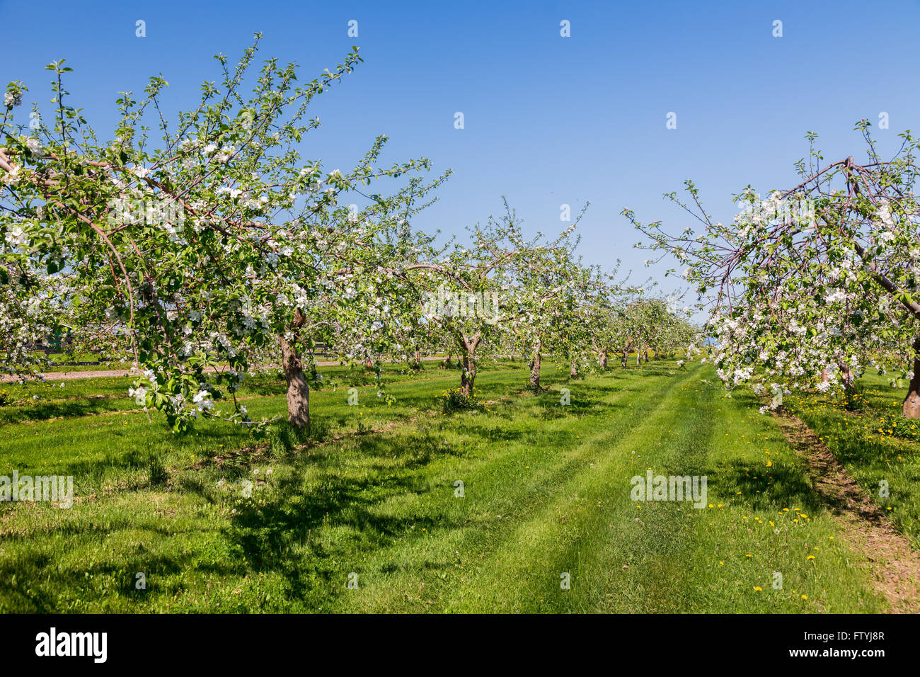 An apple orchard during spring bloom Stock Photo - Alamy