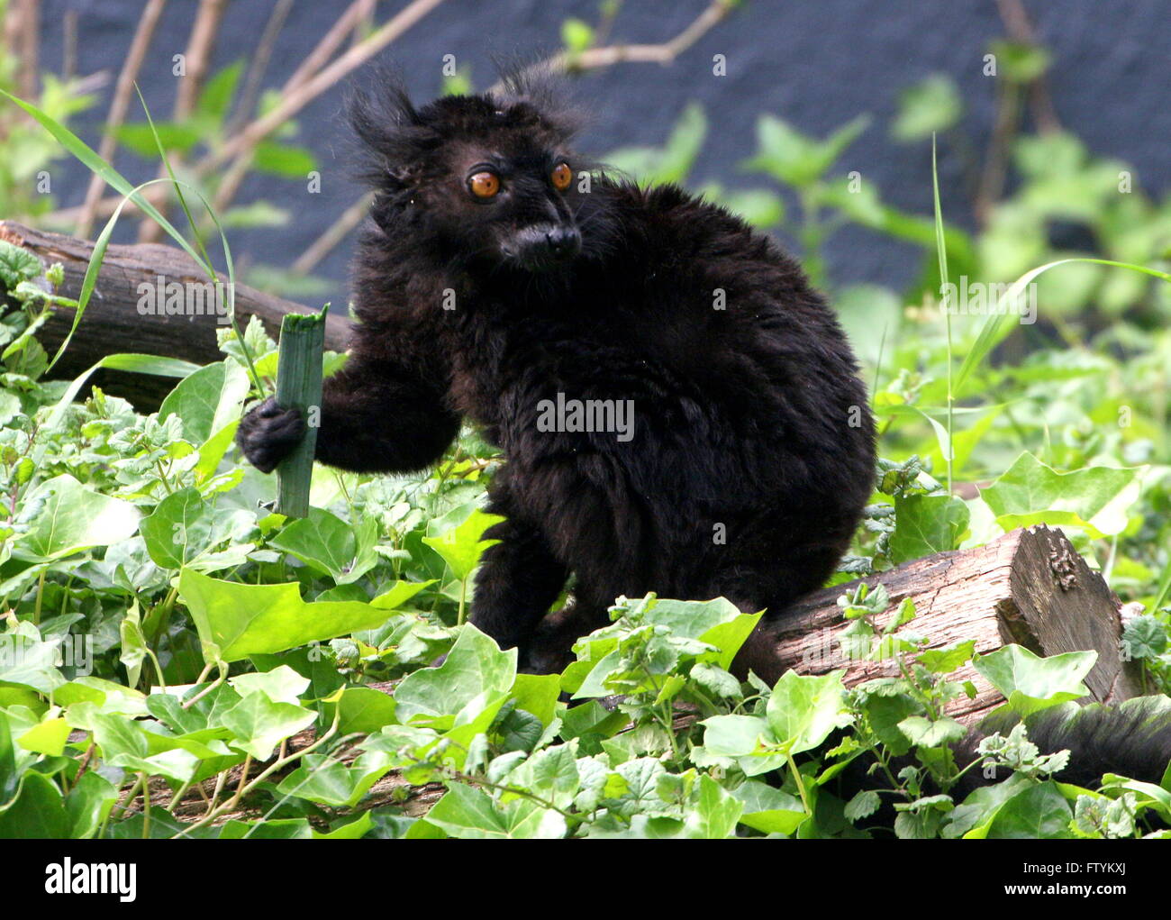Madagascan food hi-res stock photography and images - Alamy