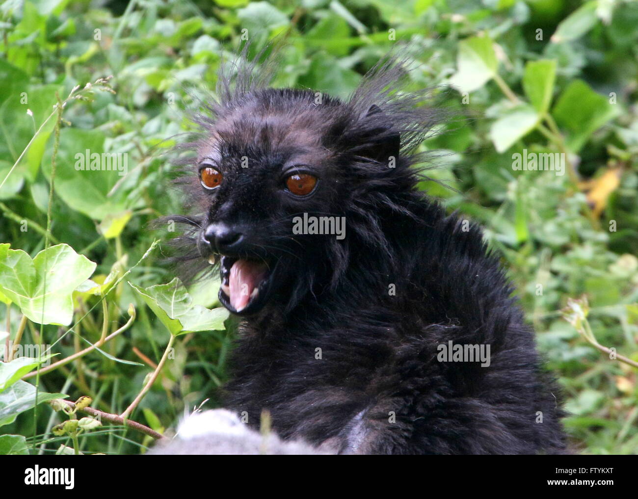 Close-up of the face of a male Madagascan Black lemur (Eulemur macaco ...