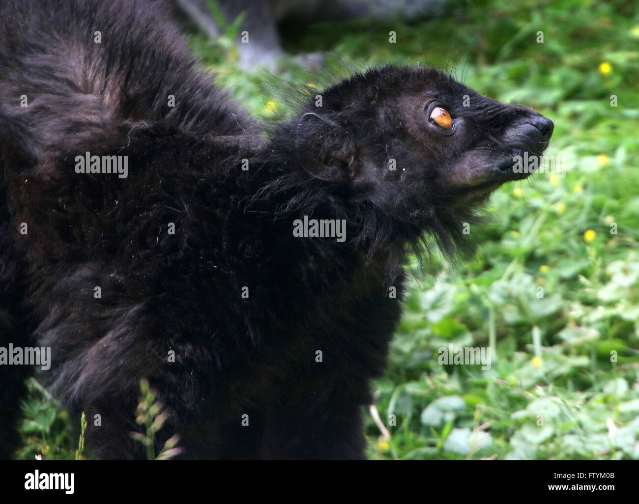 Maki macaco hi-res stock photography and images - Alamy