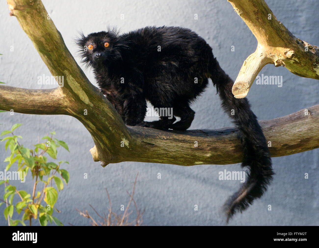 Close-up of a male Madagascan Black lemur (Eulemur macaco) in a dead ...