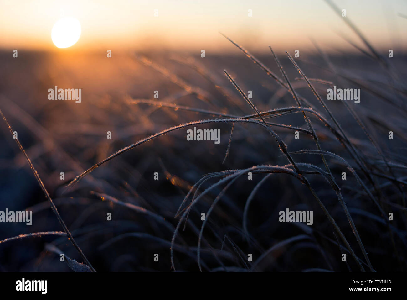 Cold Frosty Morning in winter Stock Photo - Alamy