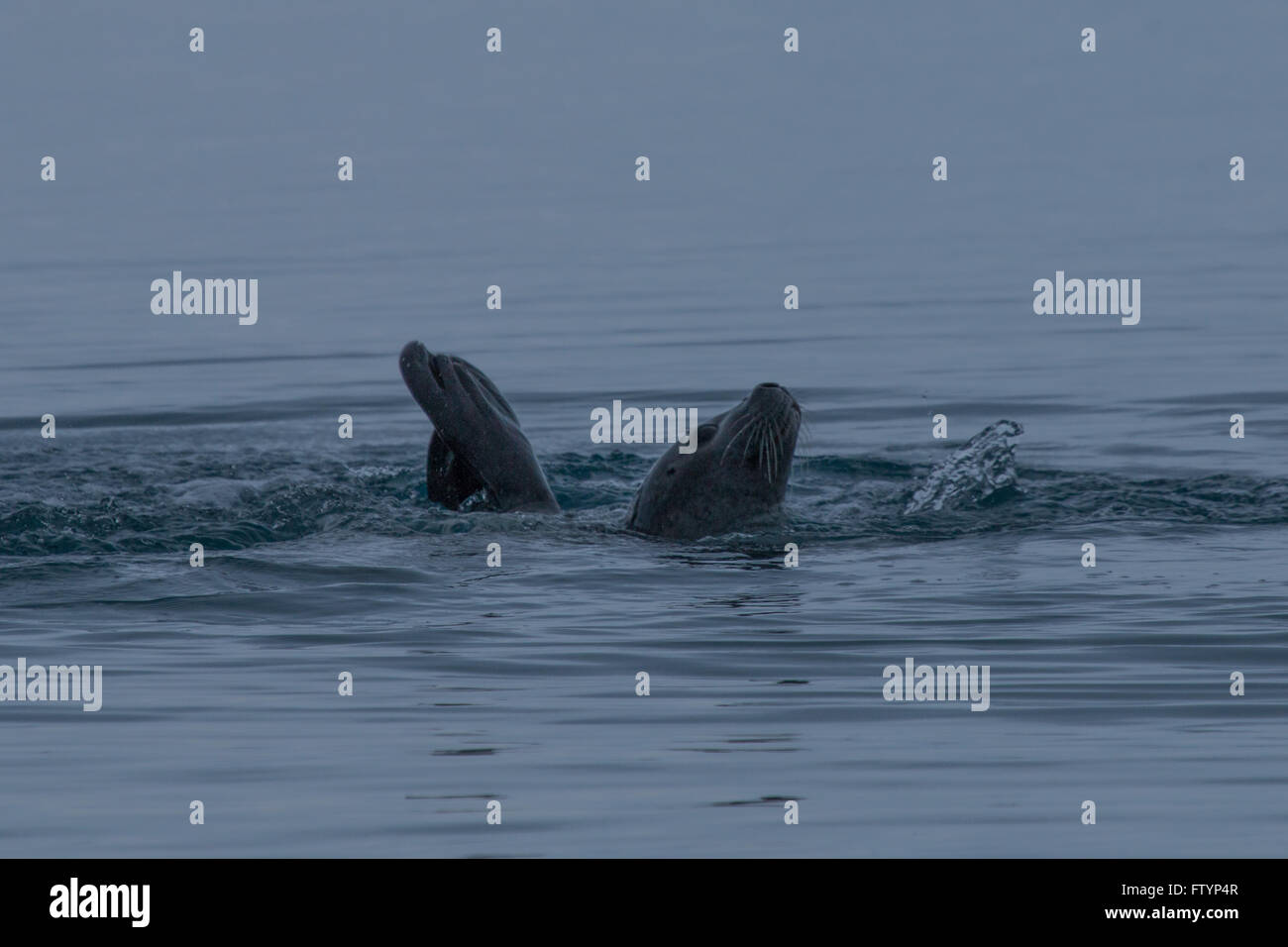Seal beach iceland hi-res stock photography and images - Alamy