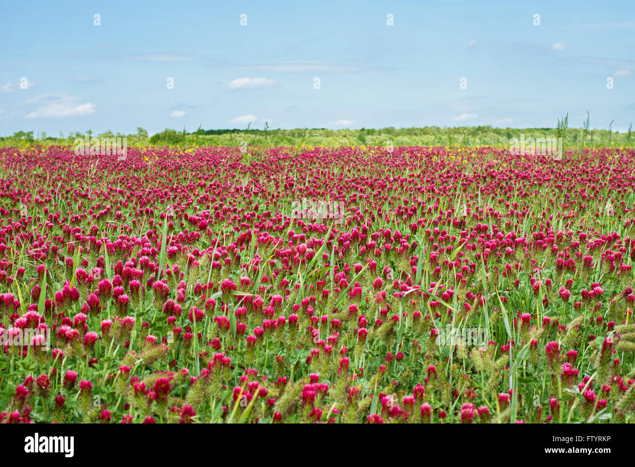 Field clover in bloom hi-res stock photography and images - Alamy