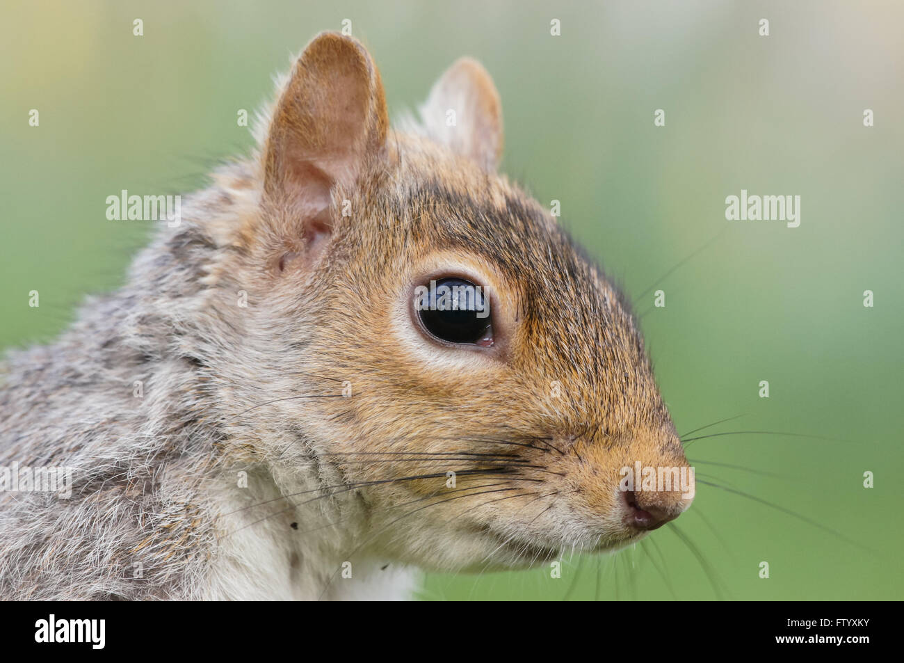 Close up of squirrel head hi-res stock photography and images - Alamy