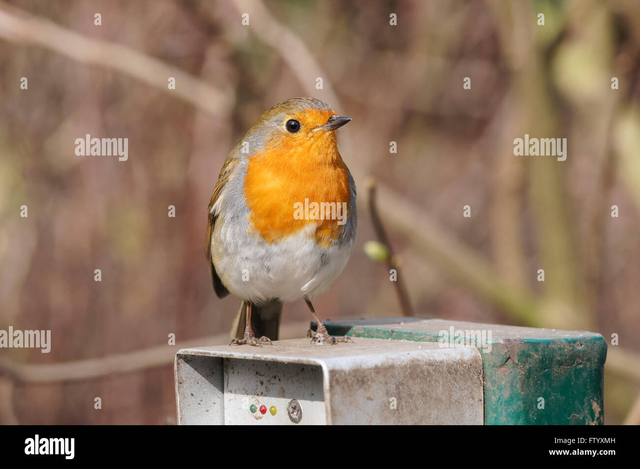 European robin in St. James's Park, London England United Kingdom UK ...