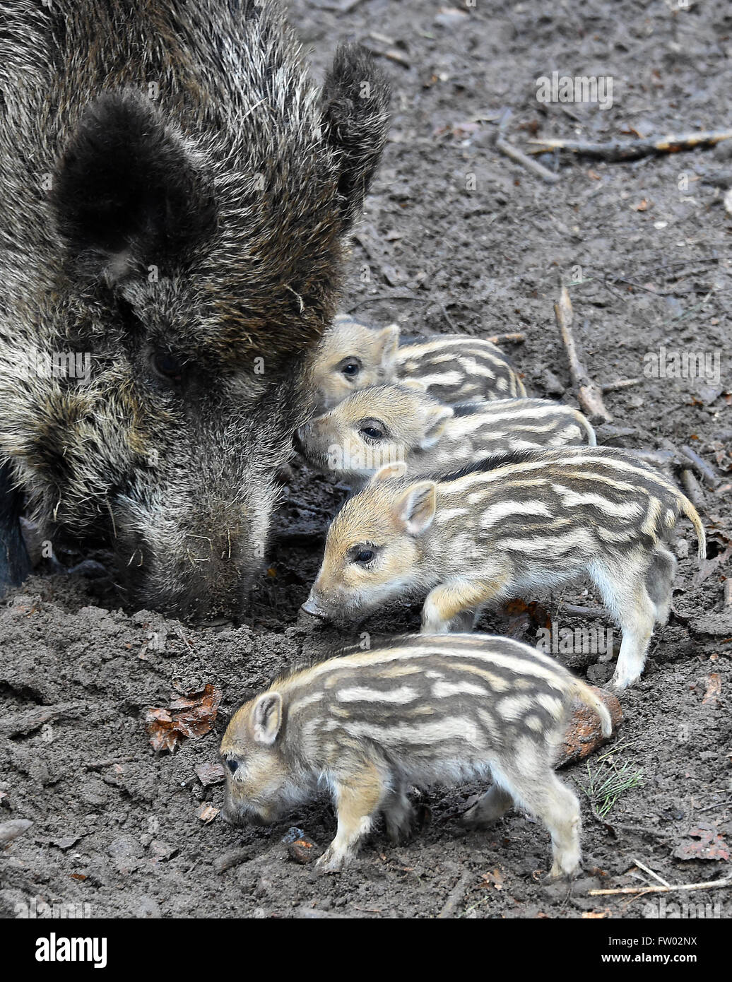 30 different species hi-res stock photography and images - Alamy